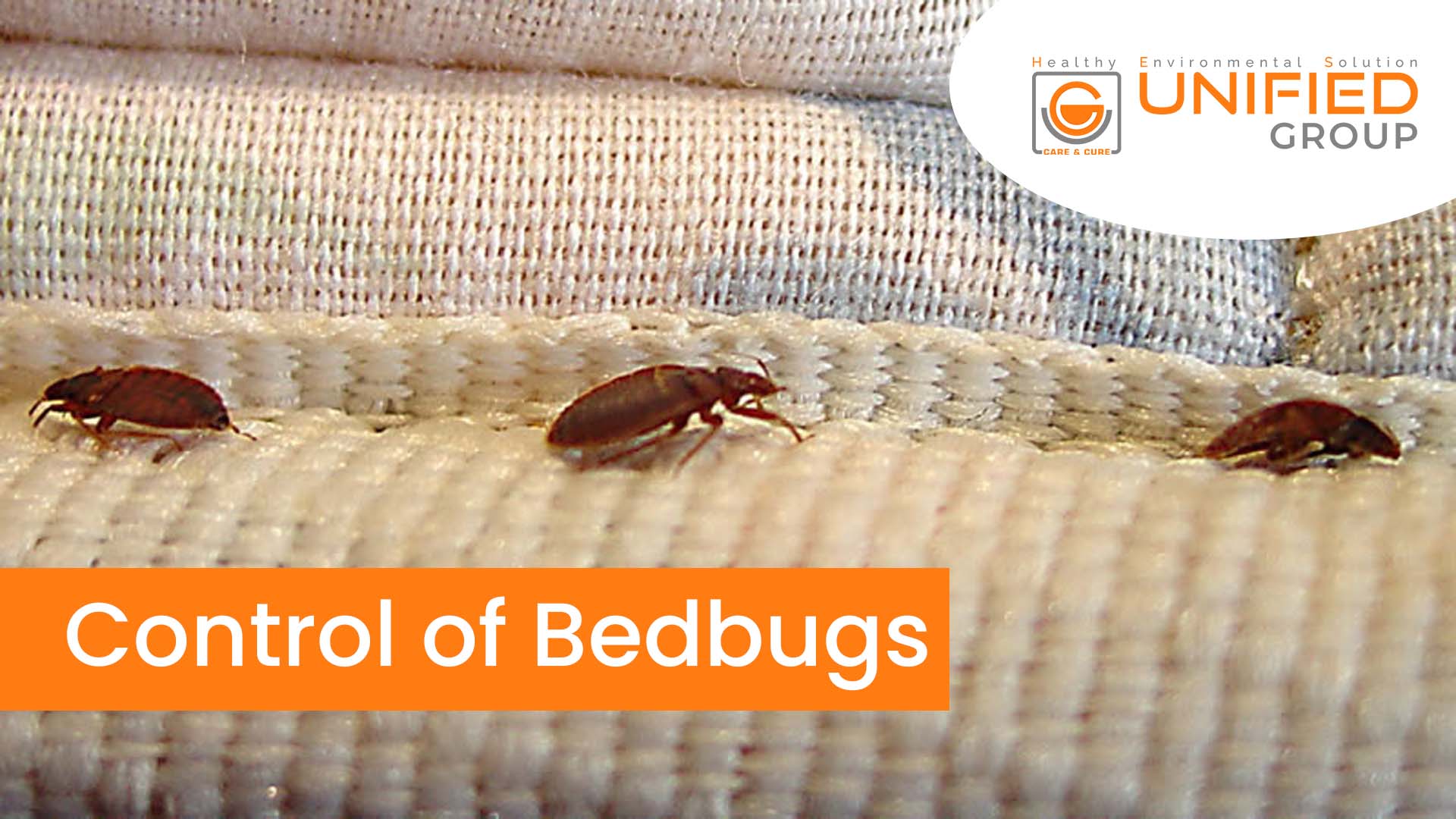 How to get rid of bed bugs? – Unified Group